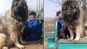 Criando un Perro de Chongqing - Viajar a China