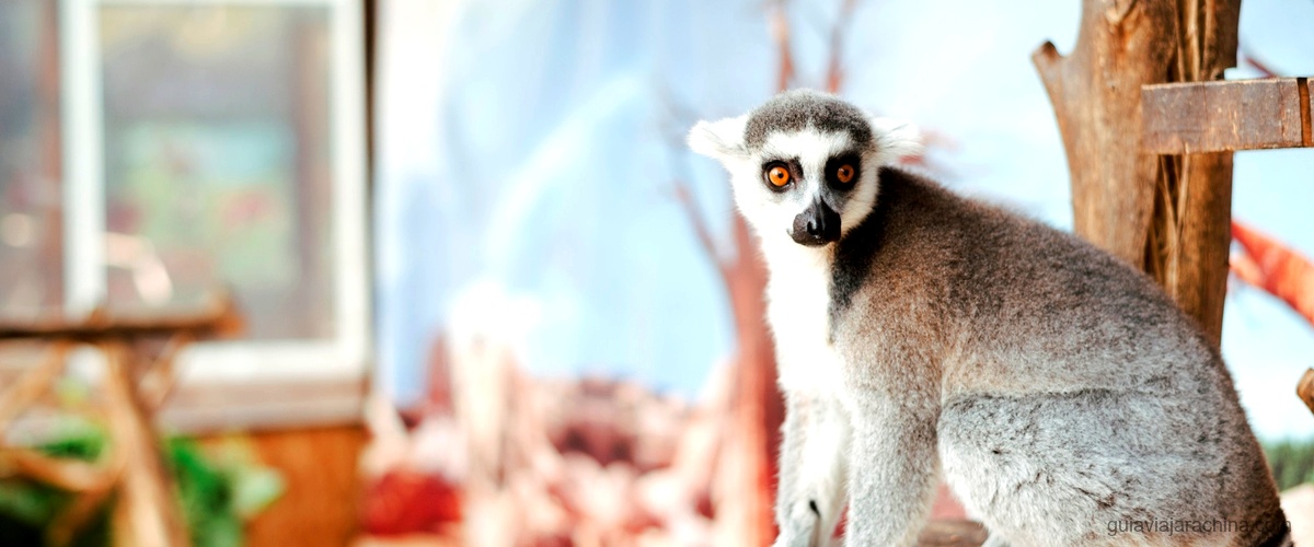 Panda Center | La mejor opción para tus necesidades - Viajar a China